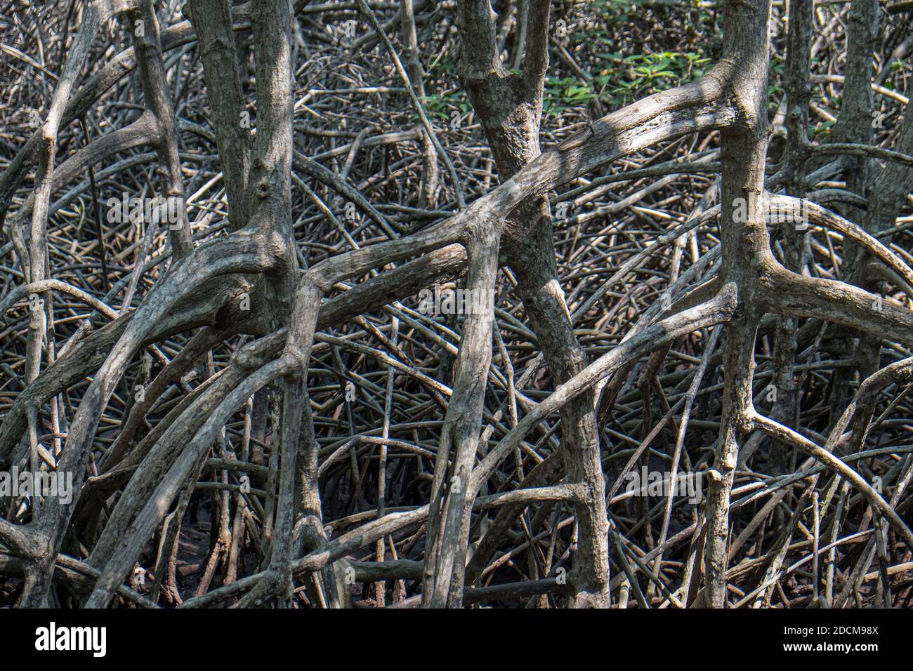 Pranburi Forest park is a mangrove forest near Khao Tao south of Hua ...