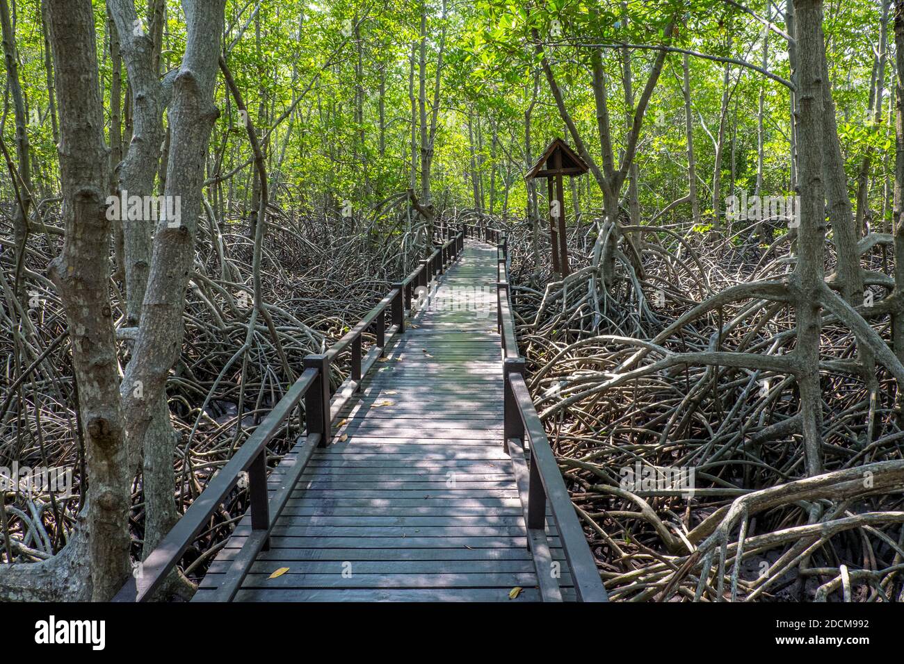 Pranburi Forest park is a mangrove forest near Khao Tao south of Hua ...