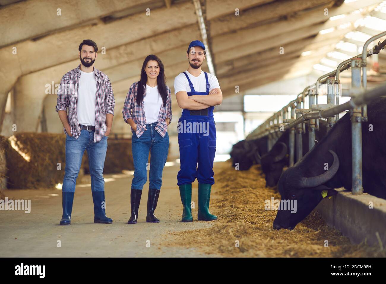 Group of happy young cattle farm workers standing in a livestock barn ...