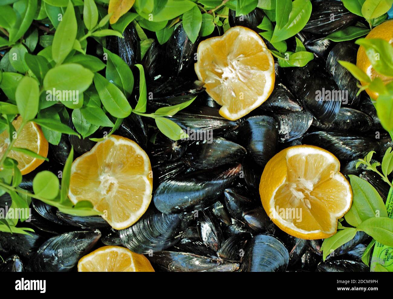 Mussels (mytilus edulis) close-up Stock Photo - Alamy