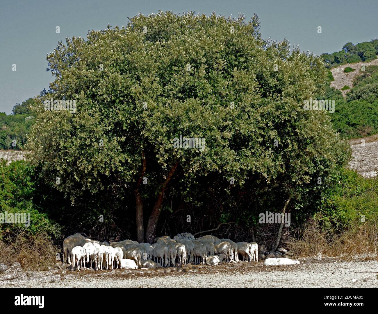 Sheep sheltering from the summer heat in Sardinian countryside Stock ...