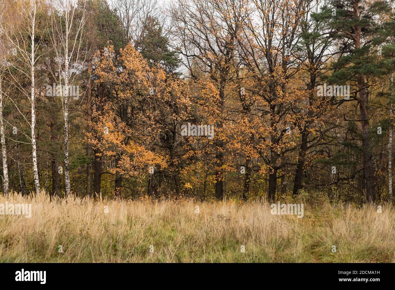 Colors of an autumn fall season in the wood Stock Photo - Alamy