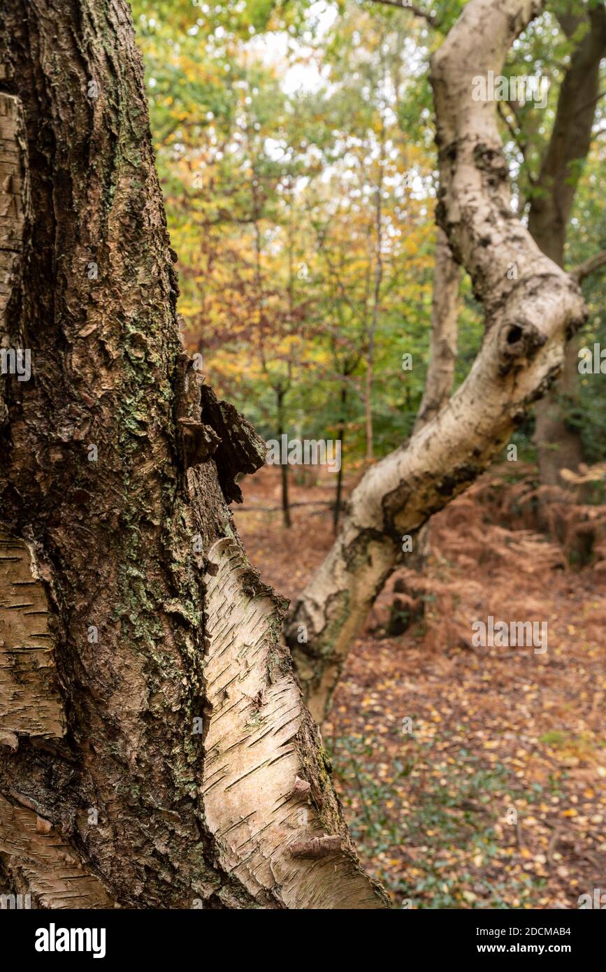 Stunning Autumn Fall forest landscape with vibrant warm Fall colours ...