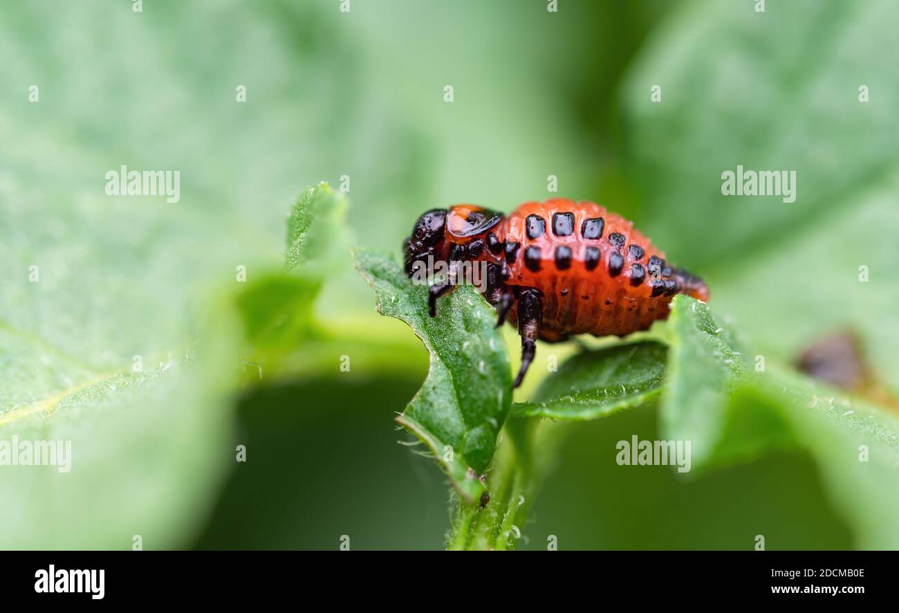 Colorado beetle (Leptinotarsa decemlineata) larva eating leaf of potato ...