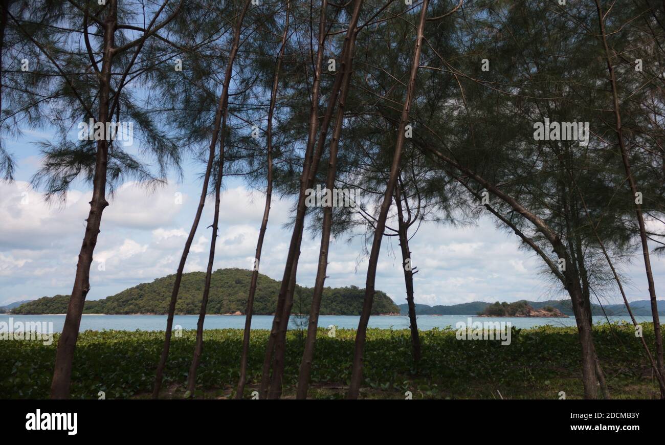 Pines at the beach giving shade from the heat of the sun Stock Photo ...