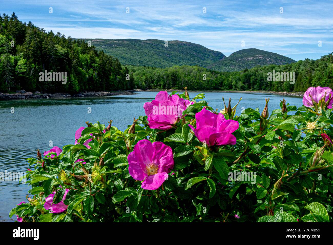 Pink roses and bush with coastal pond in front of Cadillac Mountain in ...