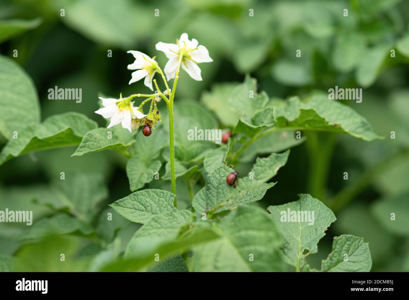 Bug eating plant hi-res stock photography and images - Alamy