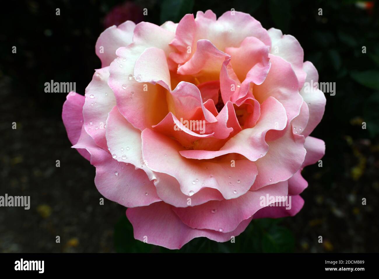 Elizabeth park rose garden hi-res stock photography and images - Alamy