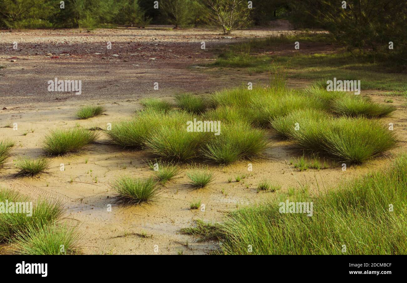 Wild grass growing on a muddy earth Stock Photo - Alamy