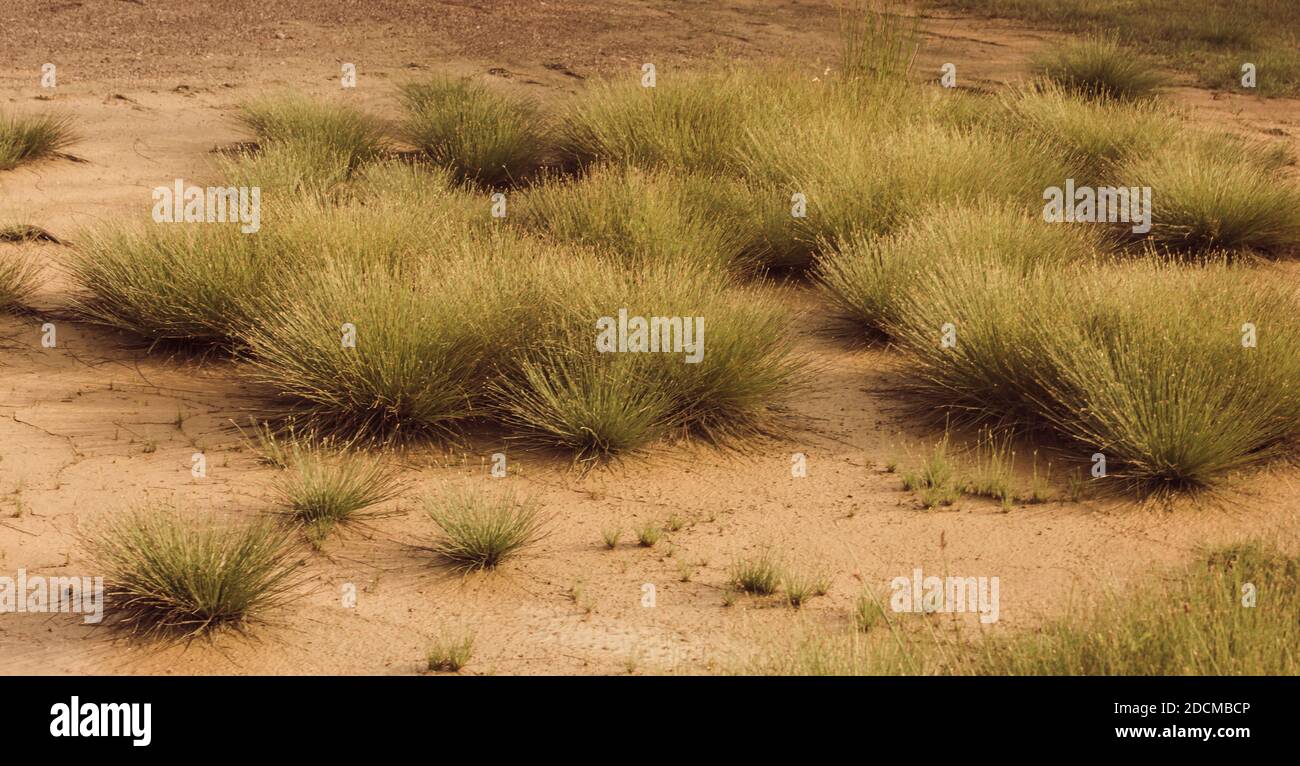 Wild grass growing on a muddy earth Stock Photo - Alamy