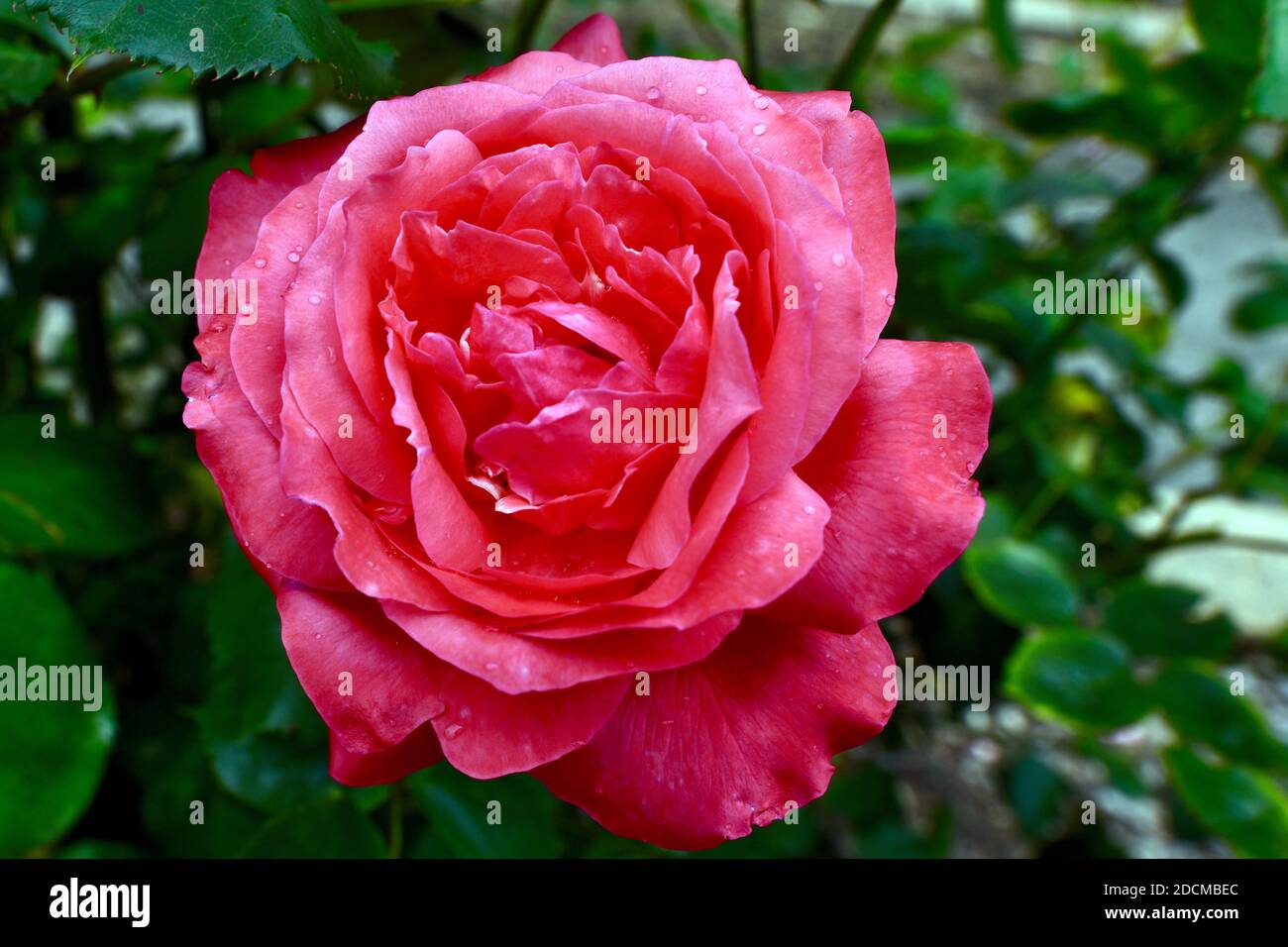 Elizabeth park rose gardens hi-res stock photography and images - Alamy