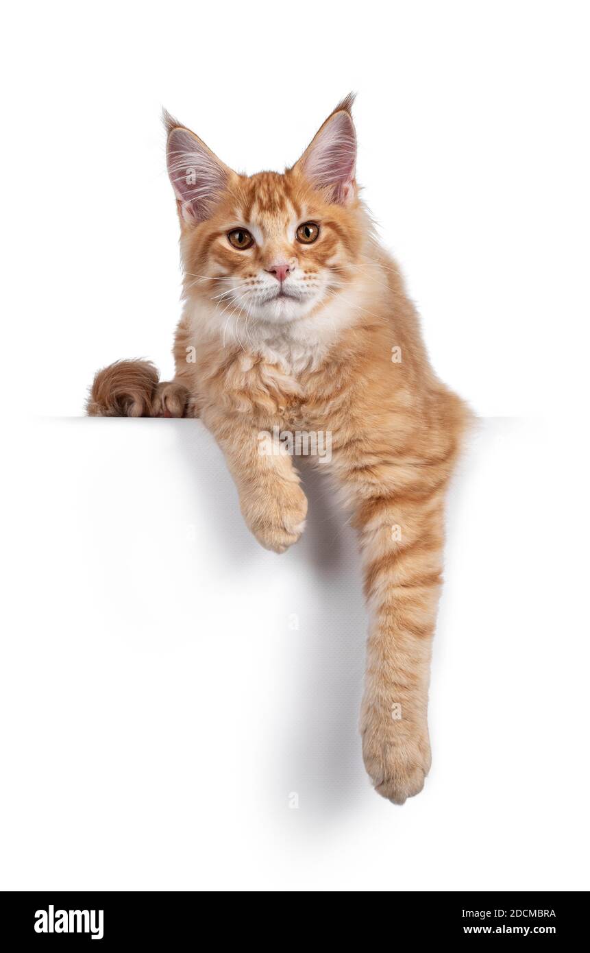 Handsome red (orange) Maine Coon cat kitten, laying down facing front ...