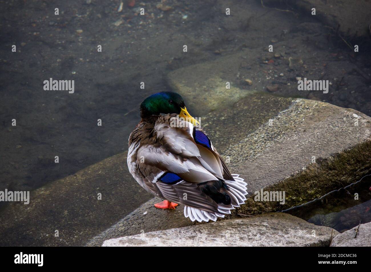 Common duck swimming in a lake in italy Stock Photo - Alamy