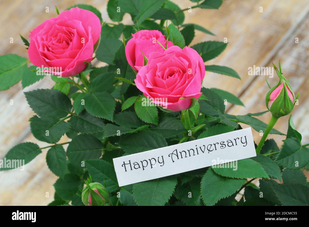 Happy Anniversary card with pink wild roses Stock Photo - Alamy