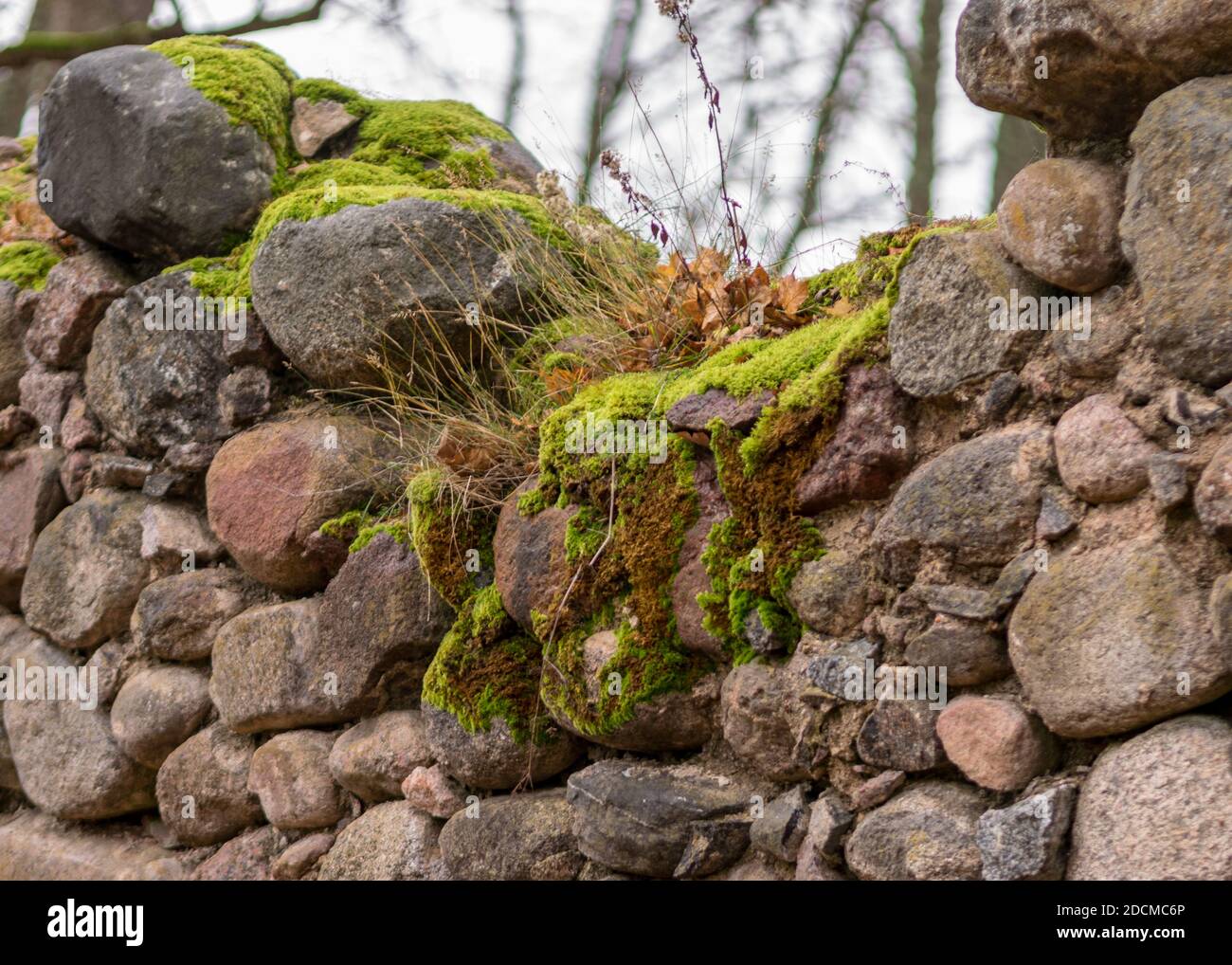 old stones overgrown with moss and lichens, stone wall from old castle ...