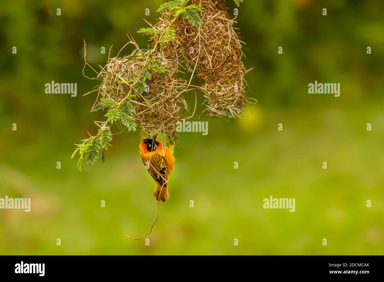 Black-Headed male weaver (Ploceus melanocephalus), also known as yellow ...