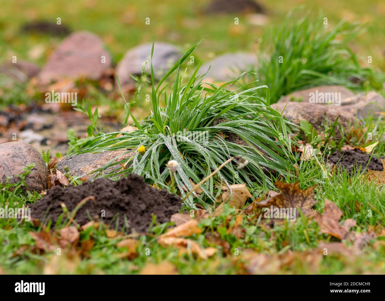 autumn leaf background, green grass cluster, ground texture in autumn ...