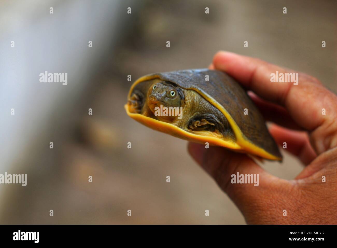 Beautiful terrapin in hand cute little turtle in hand hd wallaper ...