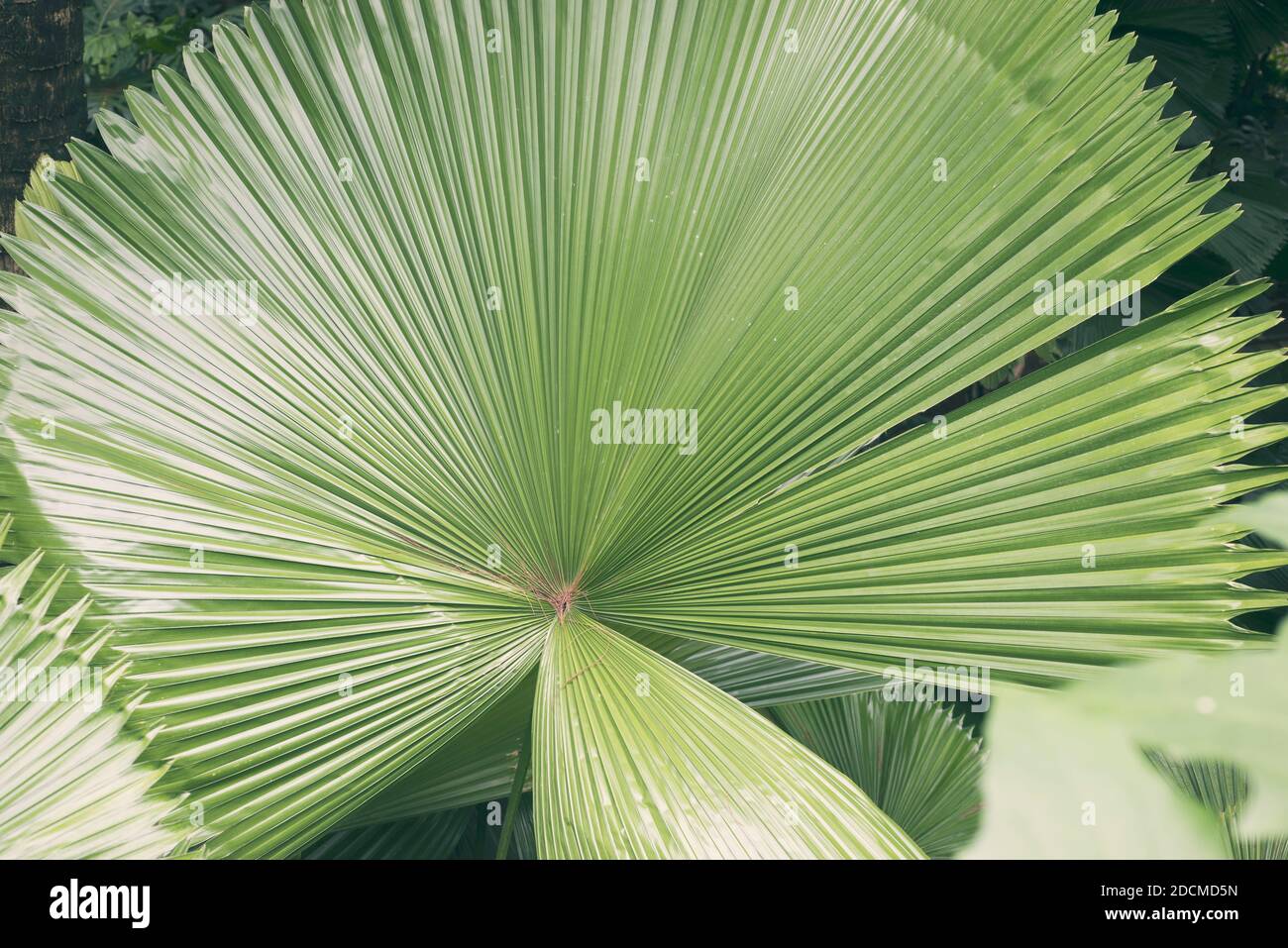 big round shape Licuala Grandis palm leaves in tropical forest Stock ...