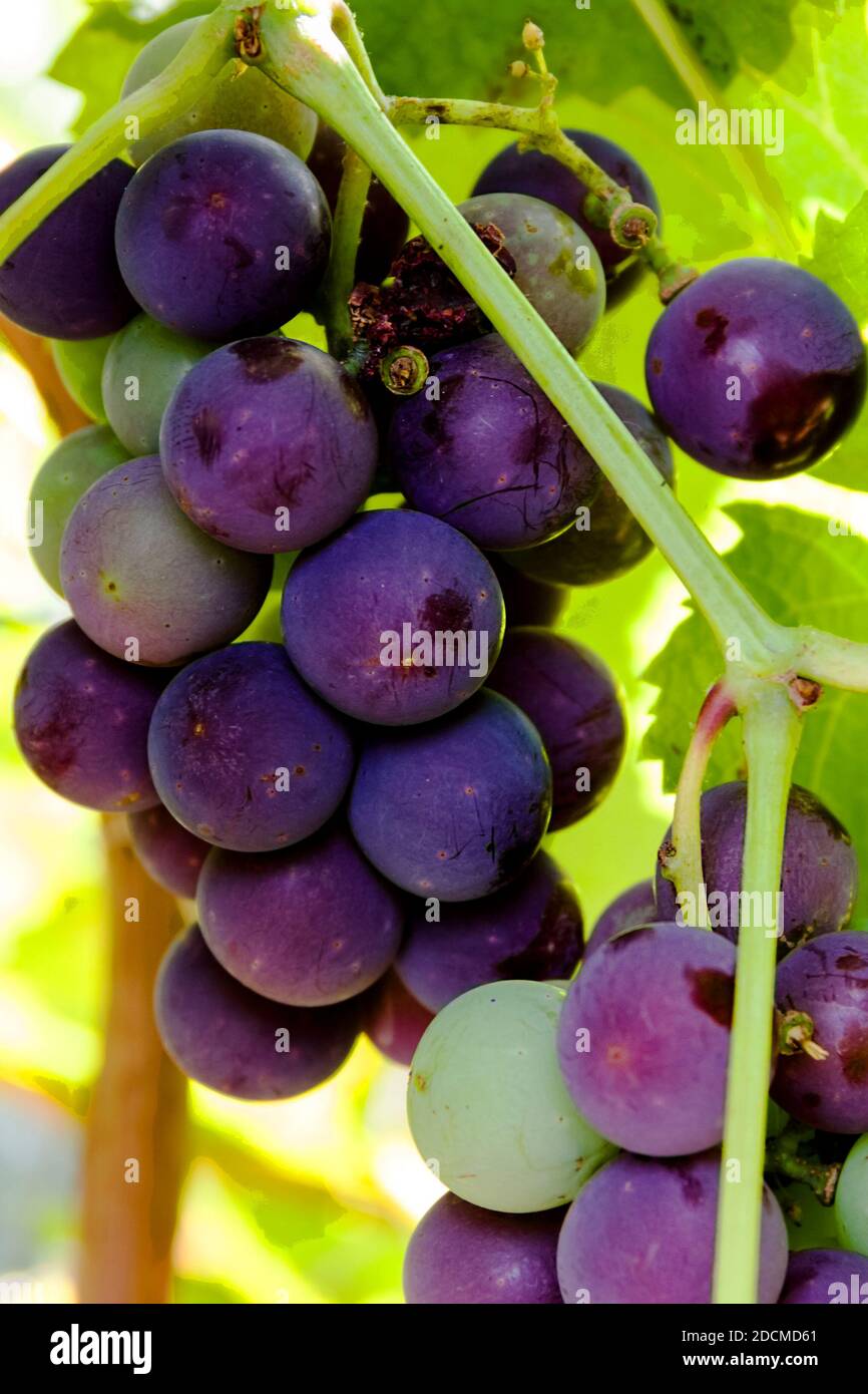 pictured in the photo ripening grape clusters on the vine Stock Photo ...