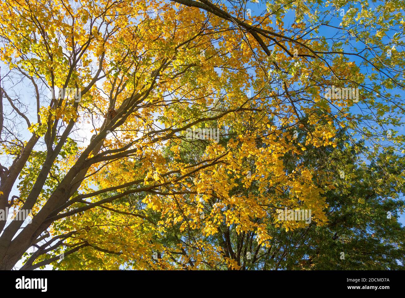 lots of yellow maple tree leaves shining brightly in the sun Stock ...