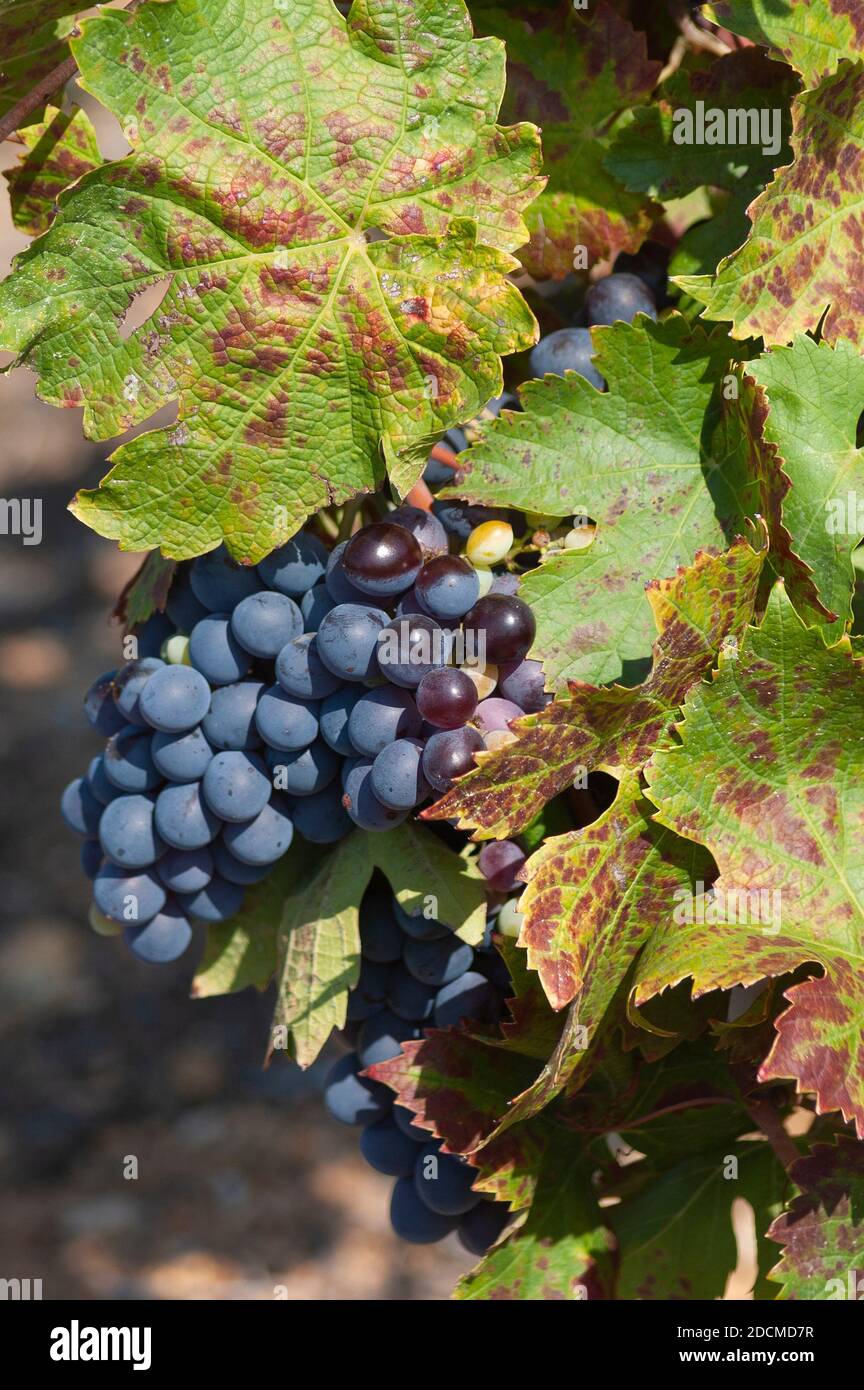 Grapes ready for picking in September on vine in southern french ...