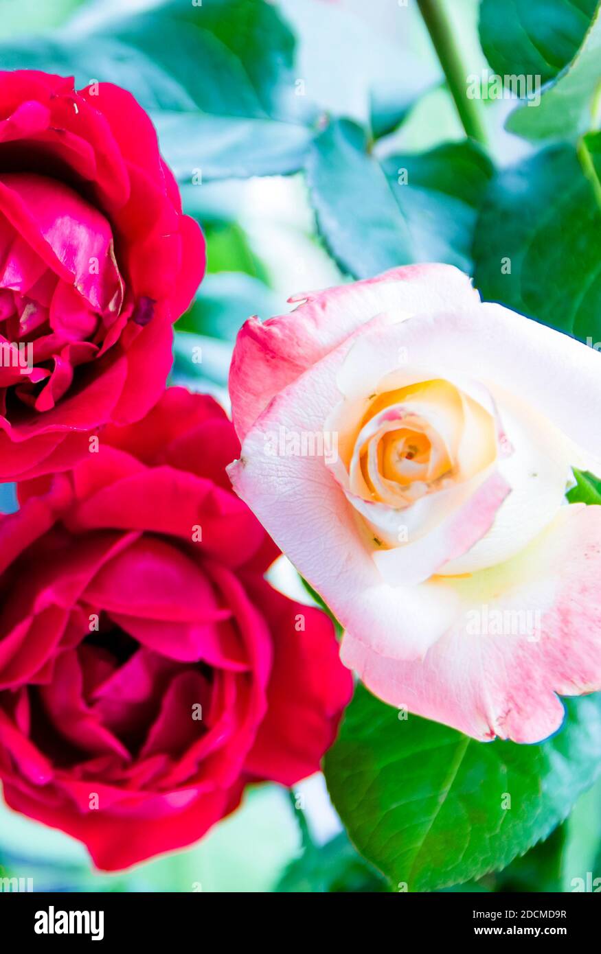 pictured in the photo Bouquet of pink and red roses Stock Photo - Alamy