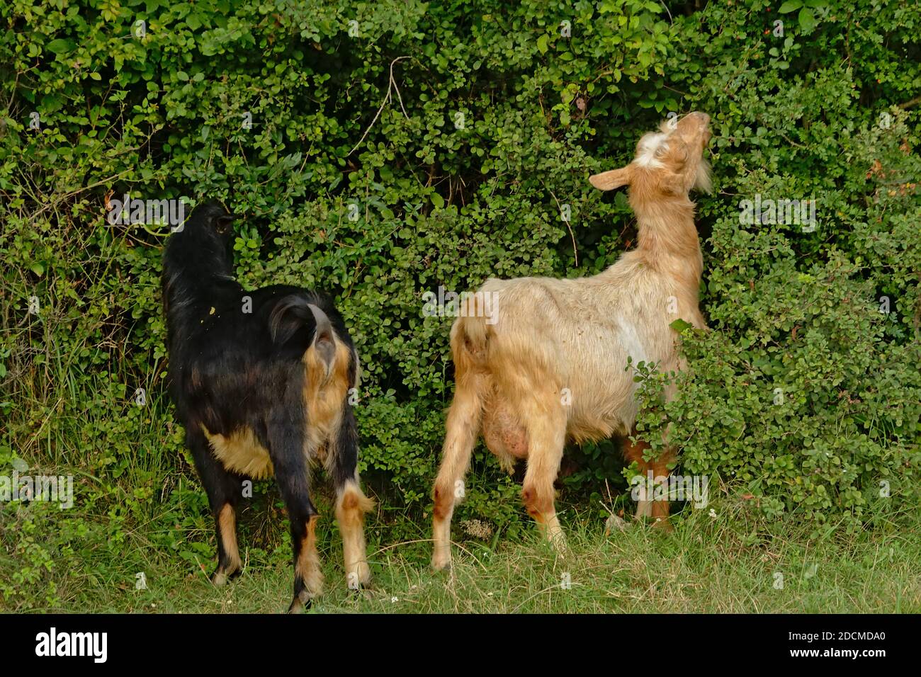 Goat eating shrub hi-res stock photography and images - Alamy