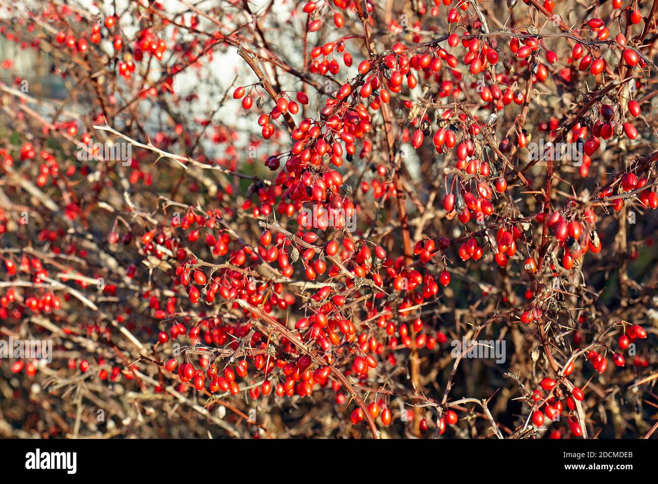 Beautiful berries hi-res stock photography and images - Alamy