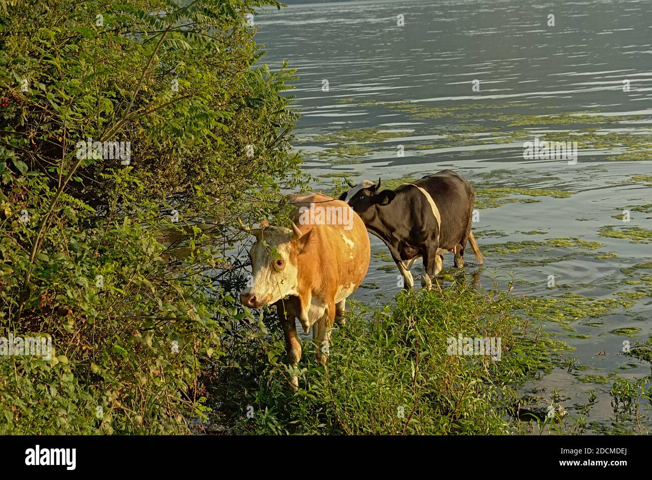 Two cows in the water next to the green embankment of river Danube ...