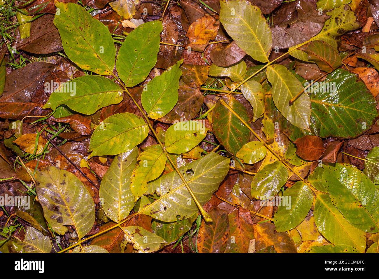 Wet yellow leaves hi-res stock photography and images - Alamy
