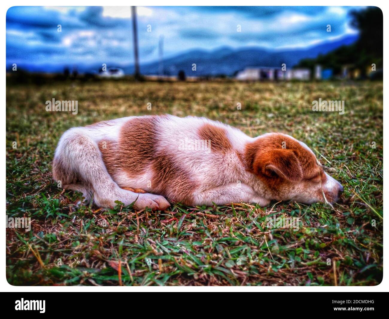 Cute wild animals sleeping Cut Out Stock Images & Pictures - Alamy