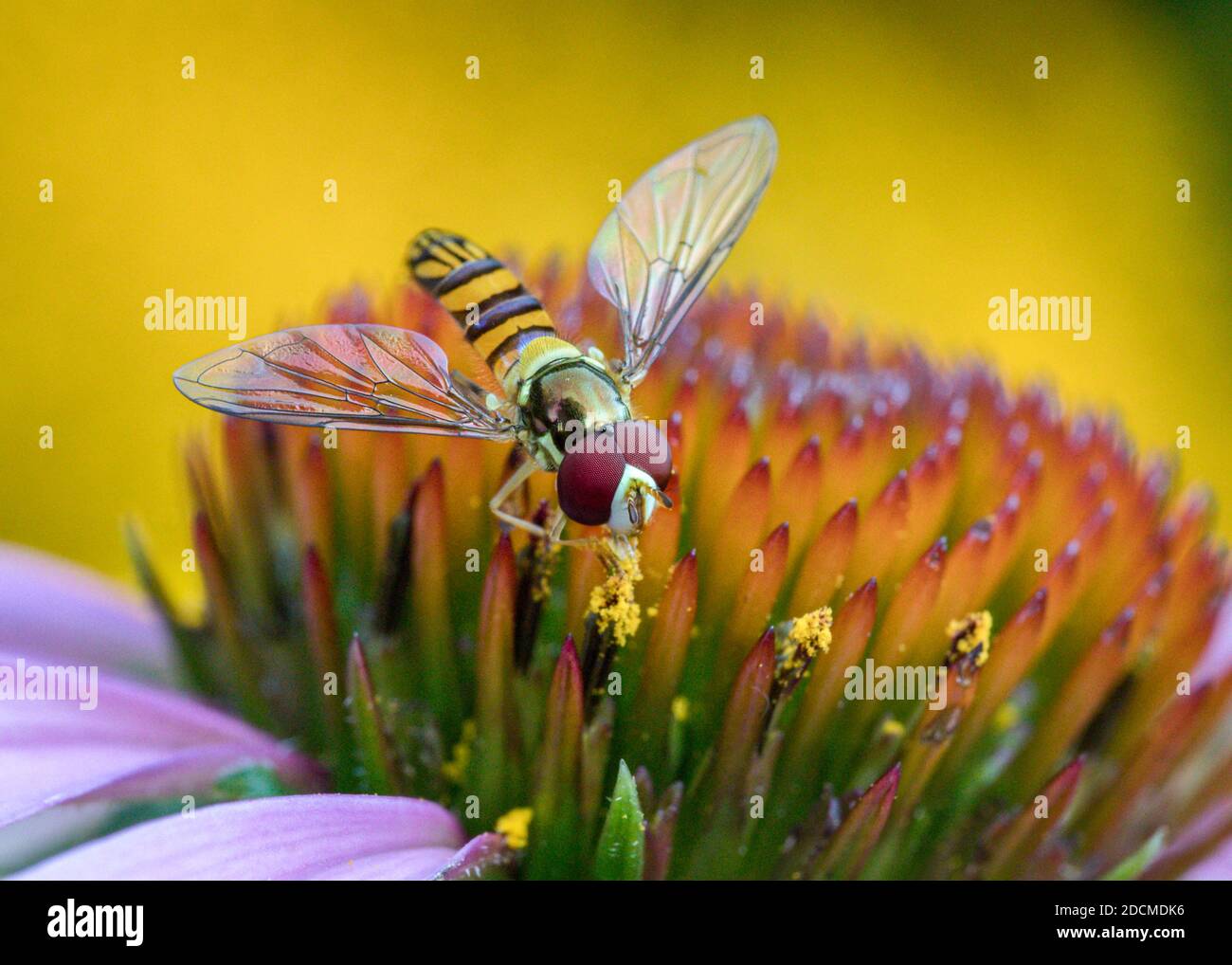 Macro of Hoverfly eating pollen from echinacea Stock Photo - Alamy