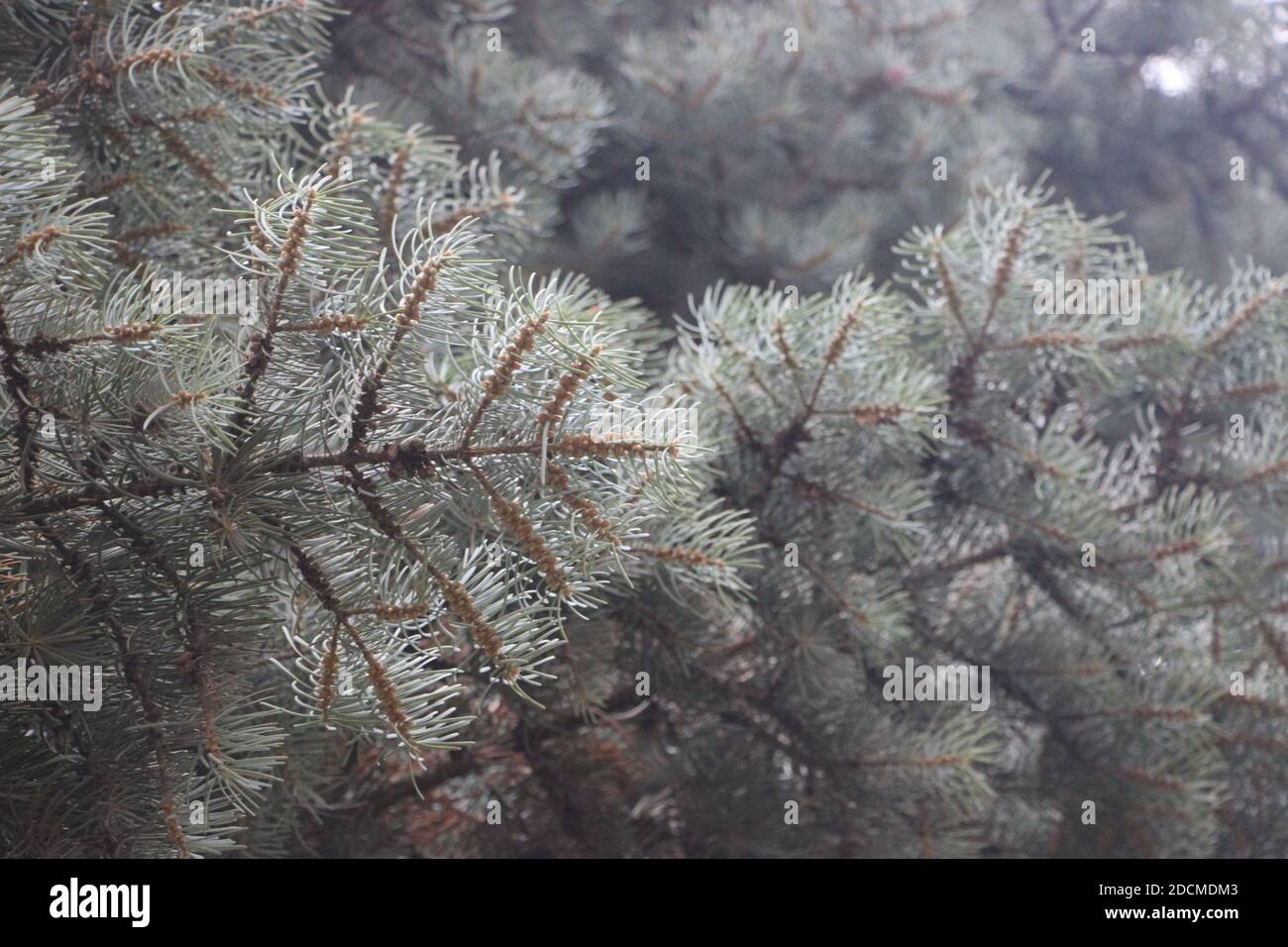 Blue spruce branches with the scientific name Picea pungens, is a ...