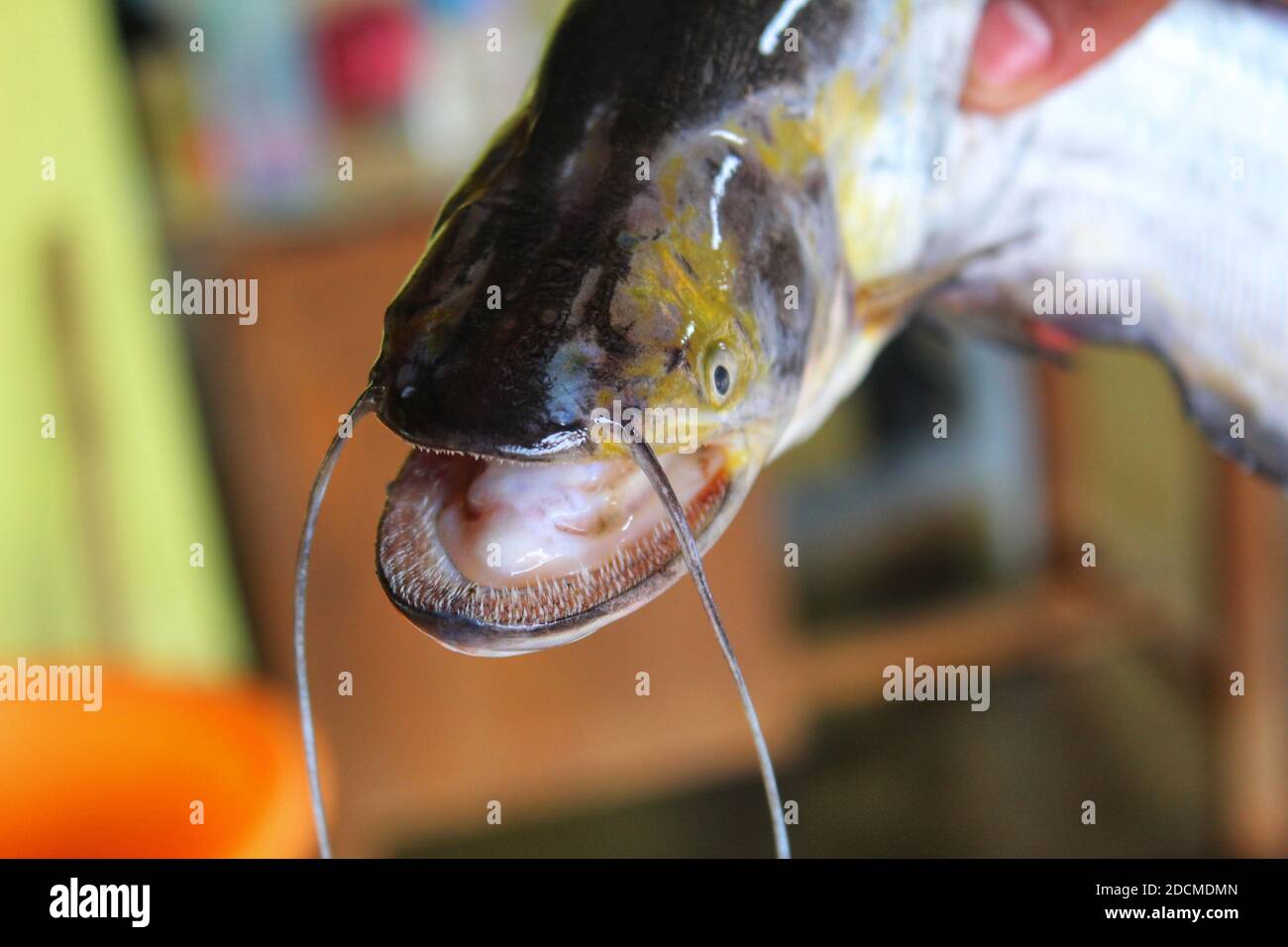 wallago attu fish in hand fresh water shark in hand Stock Photo - Alamy