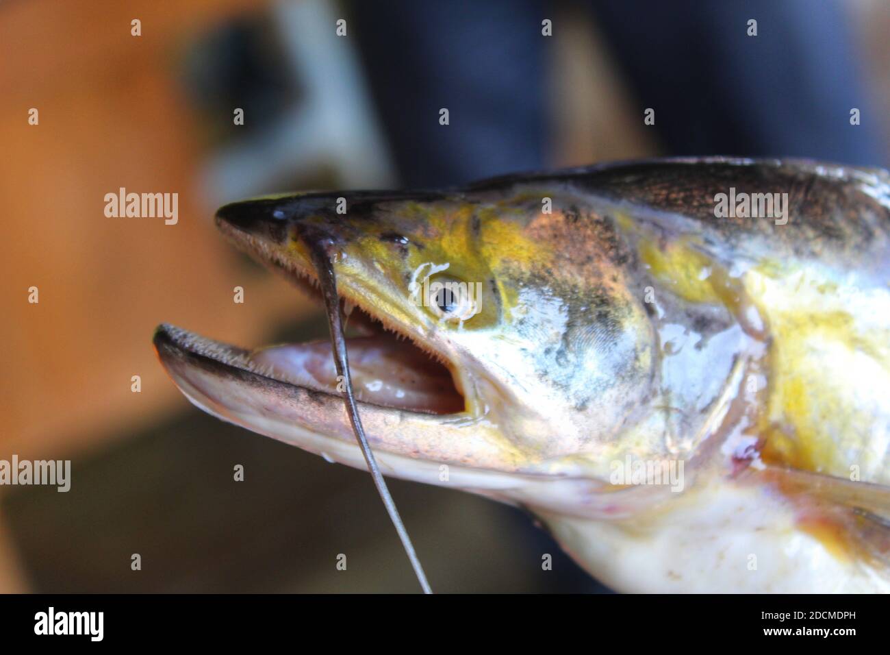wallago attu fish in hand fresh water shark in hand Stock Photo - Alamy