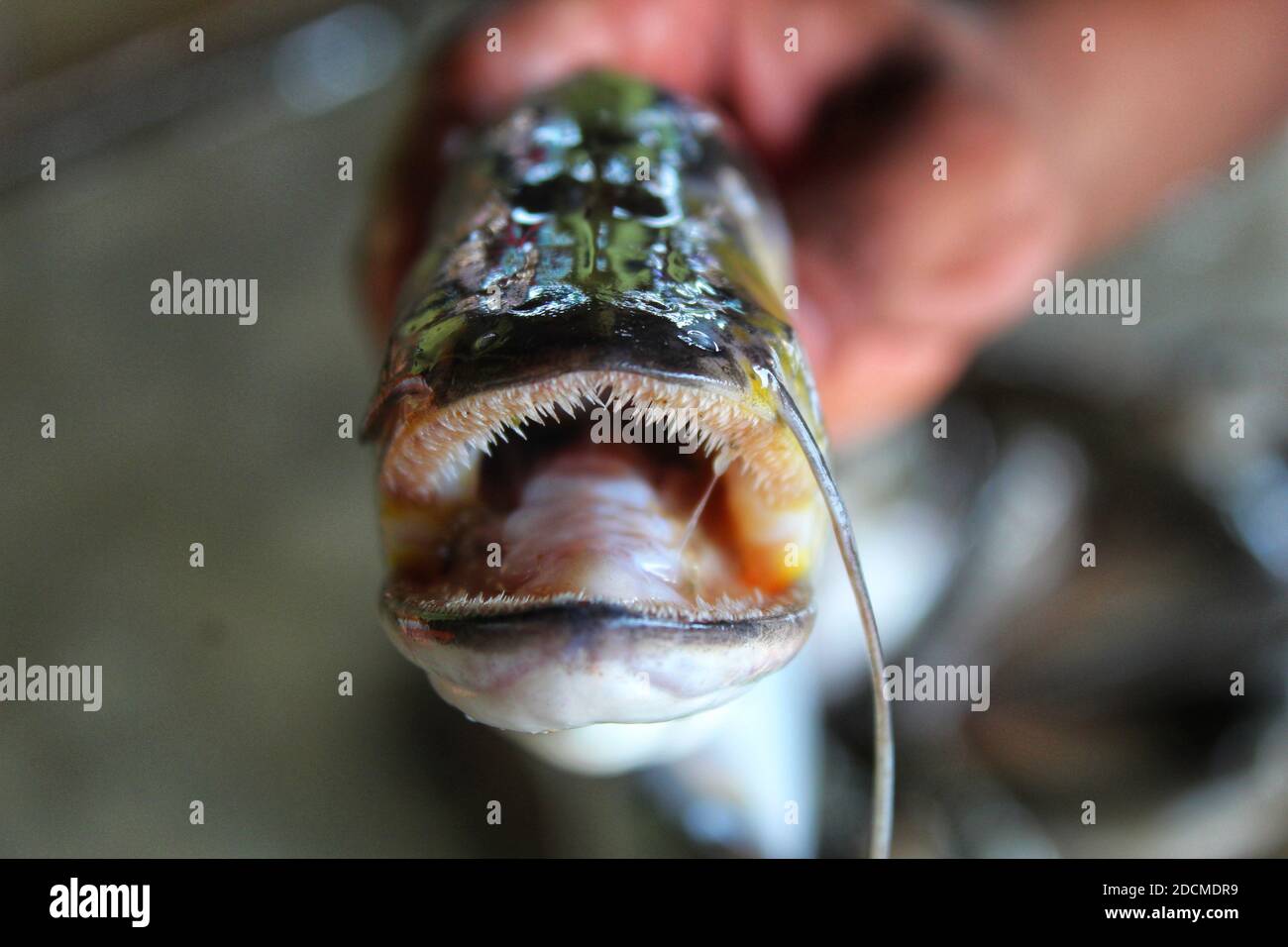 wallago attu fish in hand fresh water shark in hand Stock Photo - Alamy