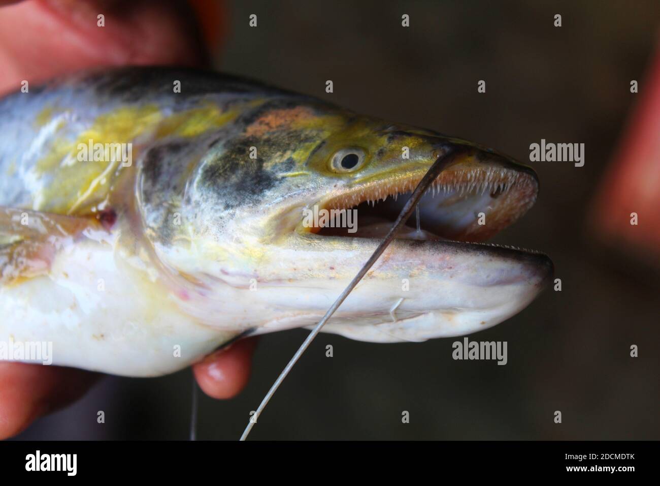 wallago attu fish in hand fresh water shark in hand Stock Photo - Alamy