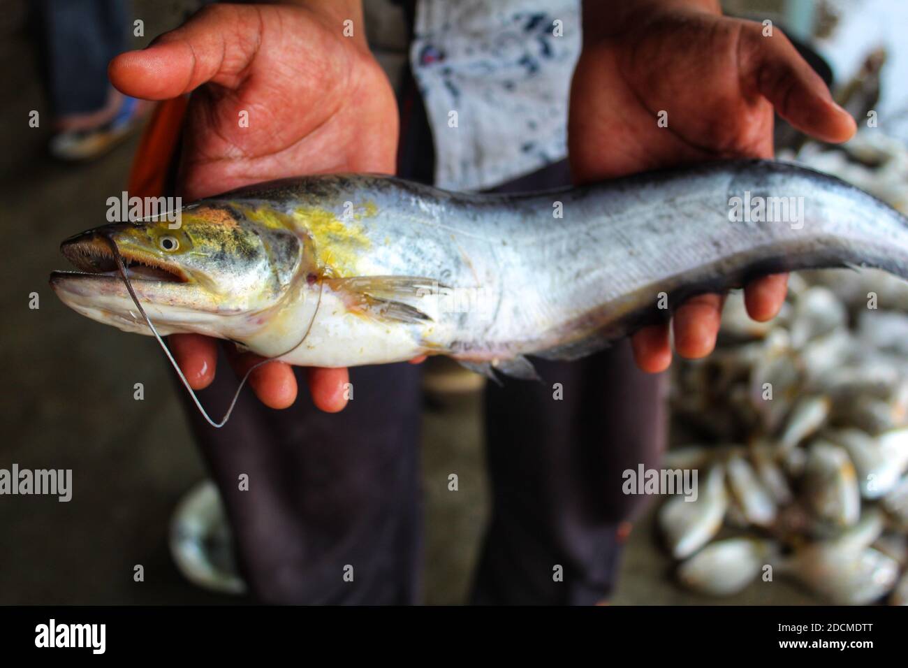 wallago attu fish in hand fresh water shark in hand Stock Photo - Alamy