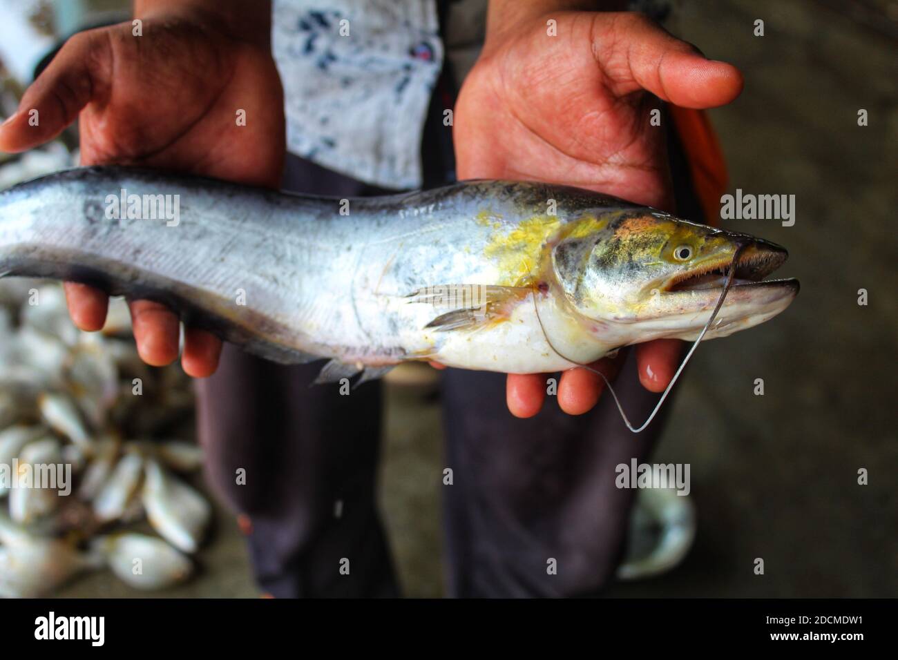 wallago attu fish in hand fresh water shark in hand Stock Photo - Alamy