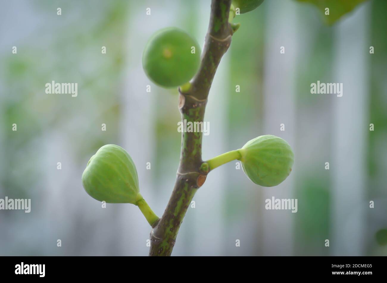 fig plant, fig tree or fig seed Stock Photo - Alamy