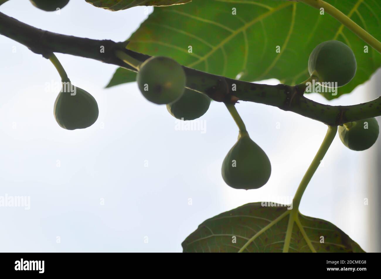 fig plant, fig tree or fig seed Stock Photo - Alamy