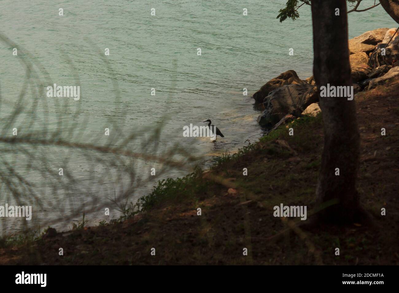 Fish-eating bird hunting at the beach Stock Photo - Alamy
