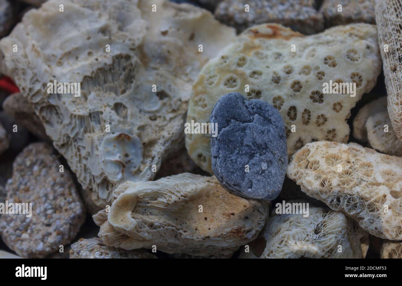 Dead coral hi-res stock photography and images - Alamy