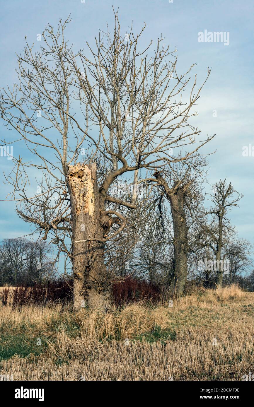 Portrait image of dead oak tree with three further oak trees in ...