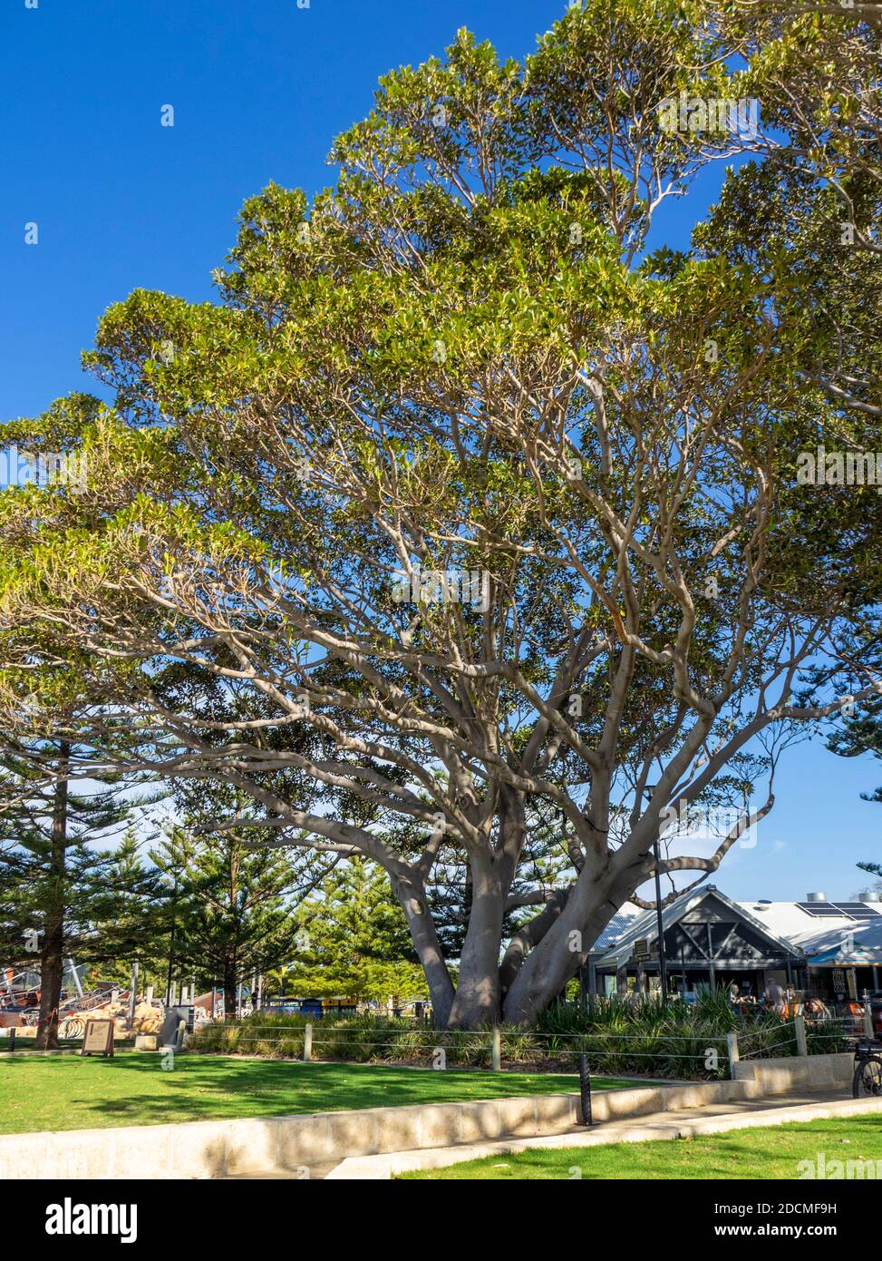 Tuart gum eucalyptus tree hi-res stock photography and images - Alamy