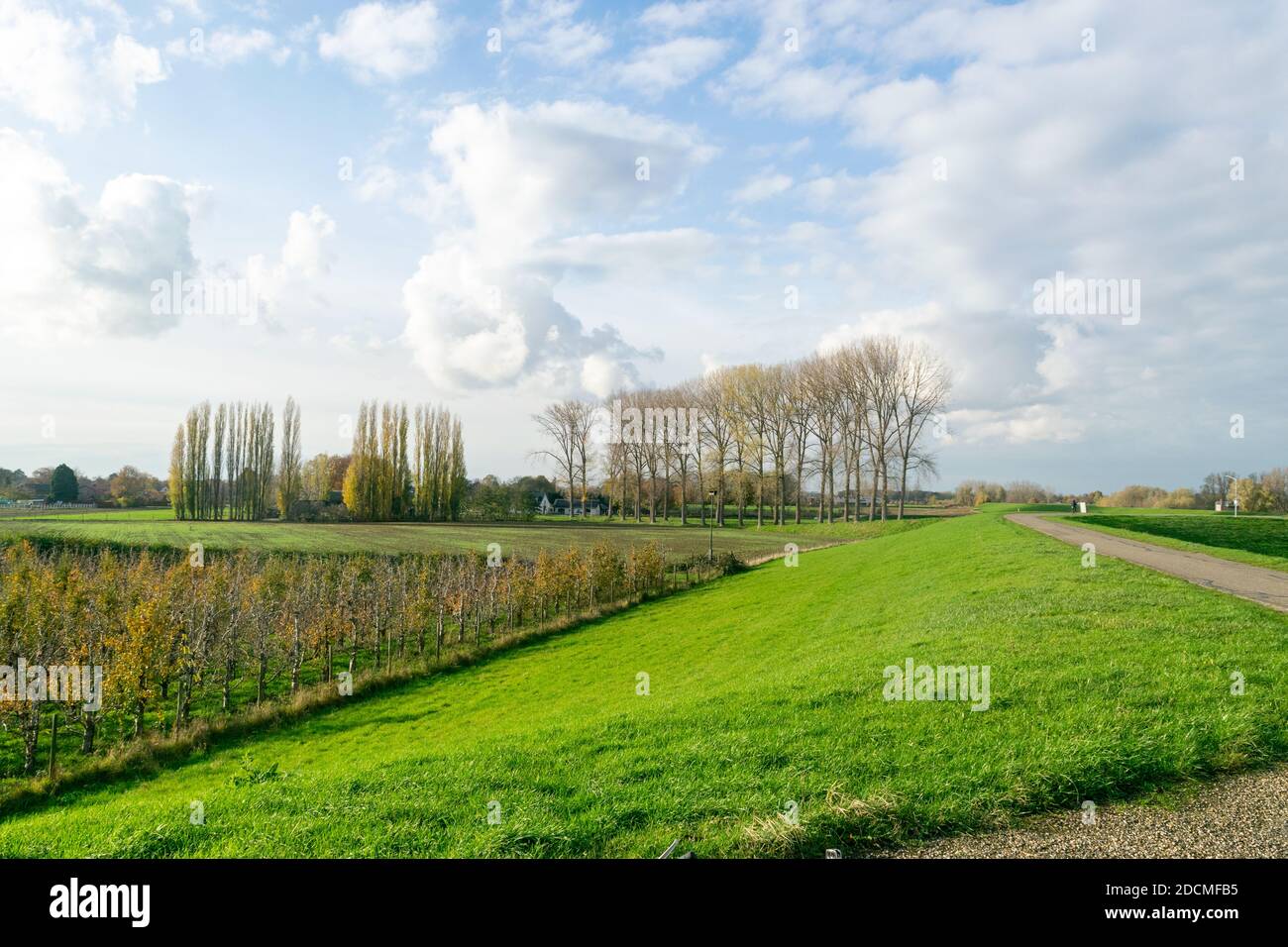 Row of trees in the Dutch district between Beuningen and Weurt, Typical ...