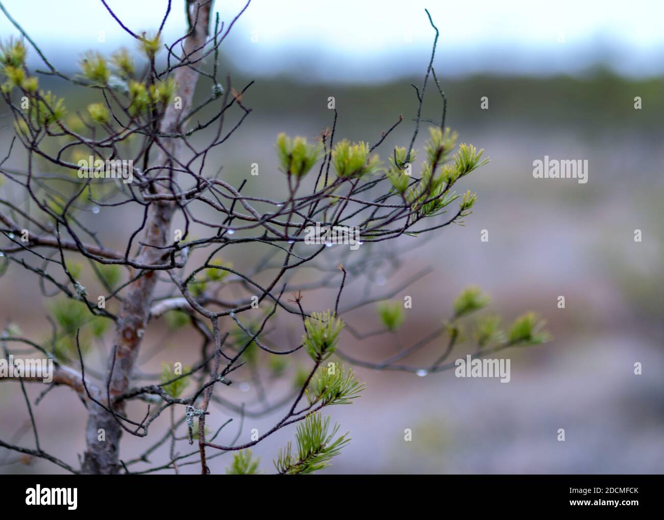 marsh pine branches in close-up, crippled mire pines in the autumn ...