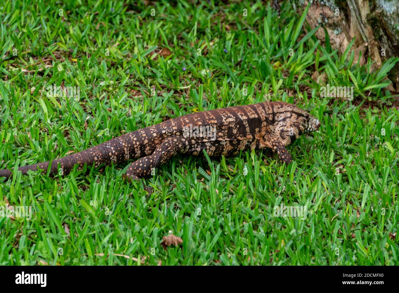 Argentine black white tegu tupinambis hi-res stock photography and ...