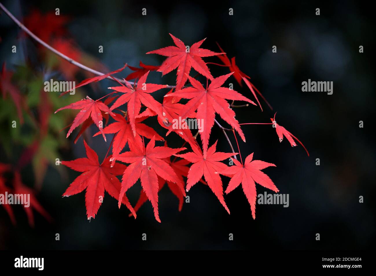 Kyoto, Japan. 22nd Nov, 2020. Red maple leaves are displayed at the ...
